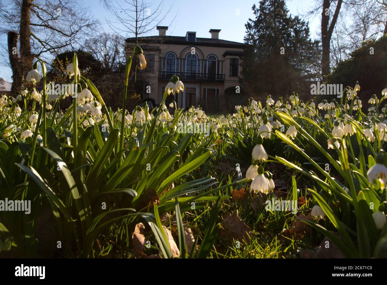 Spring Snowflake; Leucojum vernum Stock Photo - Alamy