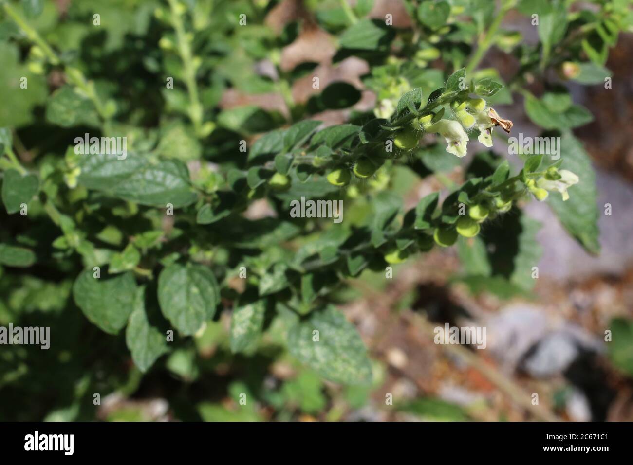 Albida hi-res stock photography and images - Alamy