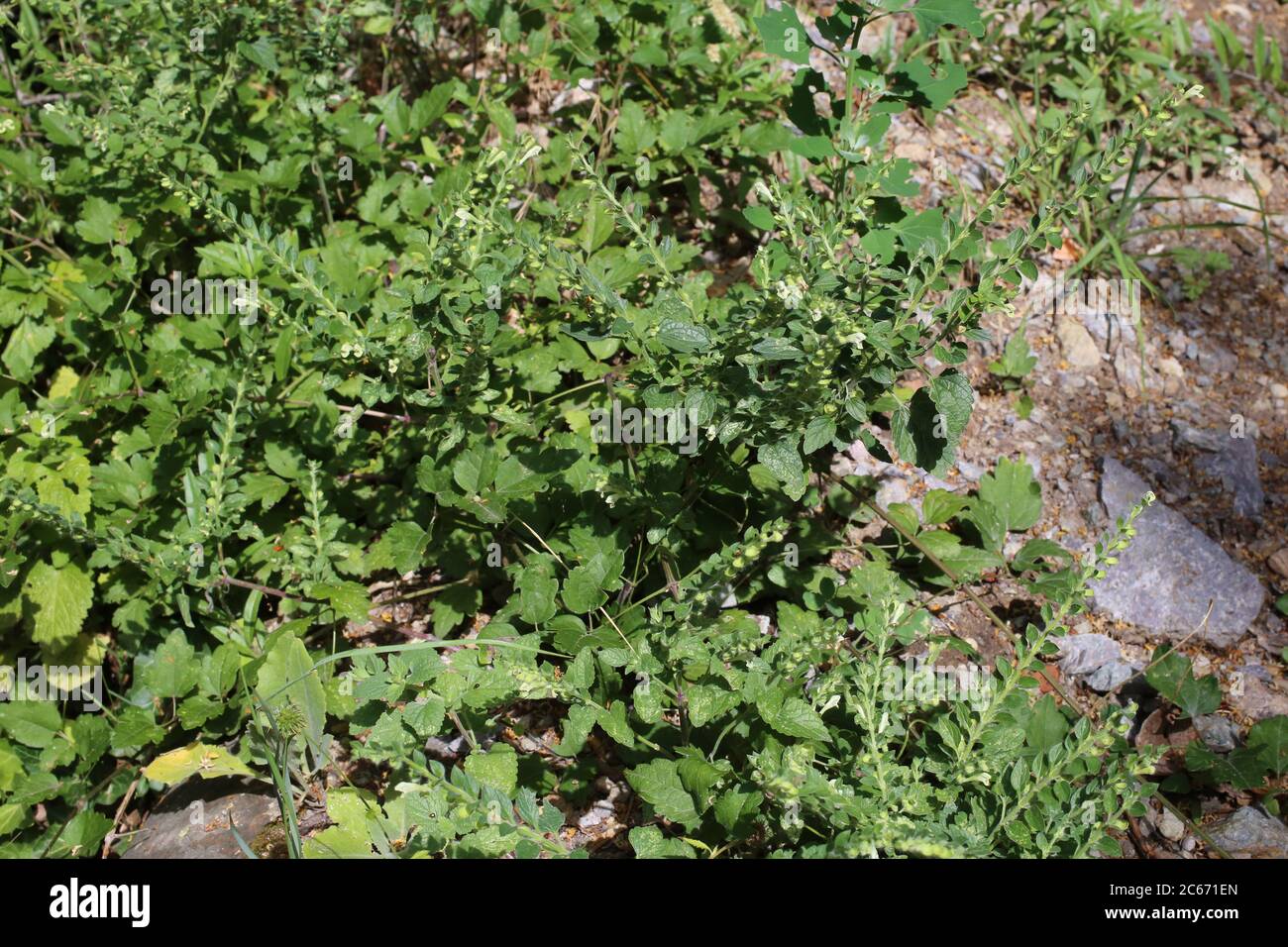 Scutellaria albida - Wild plant shot in summer Stock Photo - Alamy