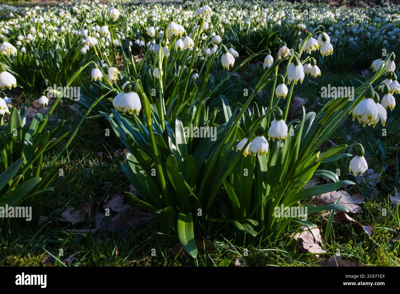 Spring Snowflake; Leucojum vernum Stock Photo - Alamy
