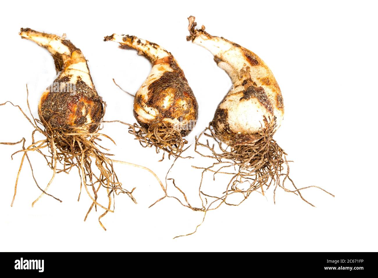 Spring Snowflake bulbs Stock Photo - Alamy