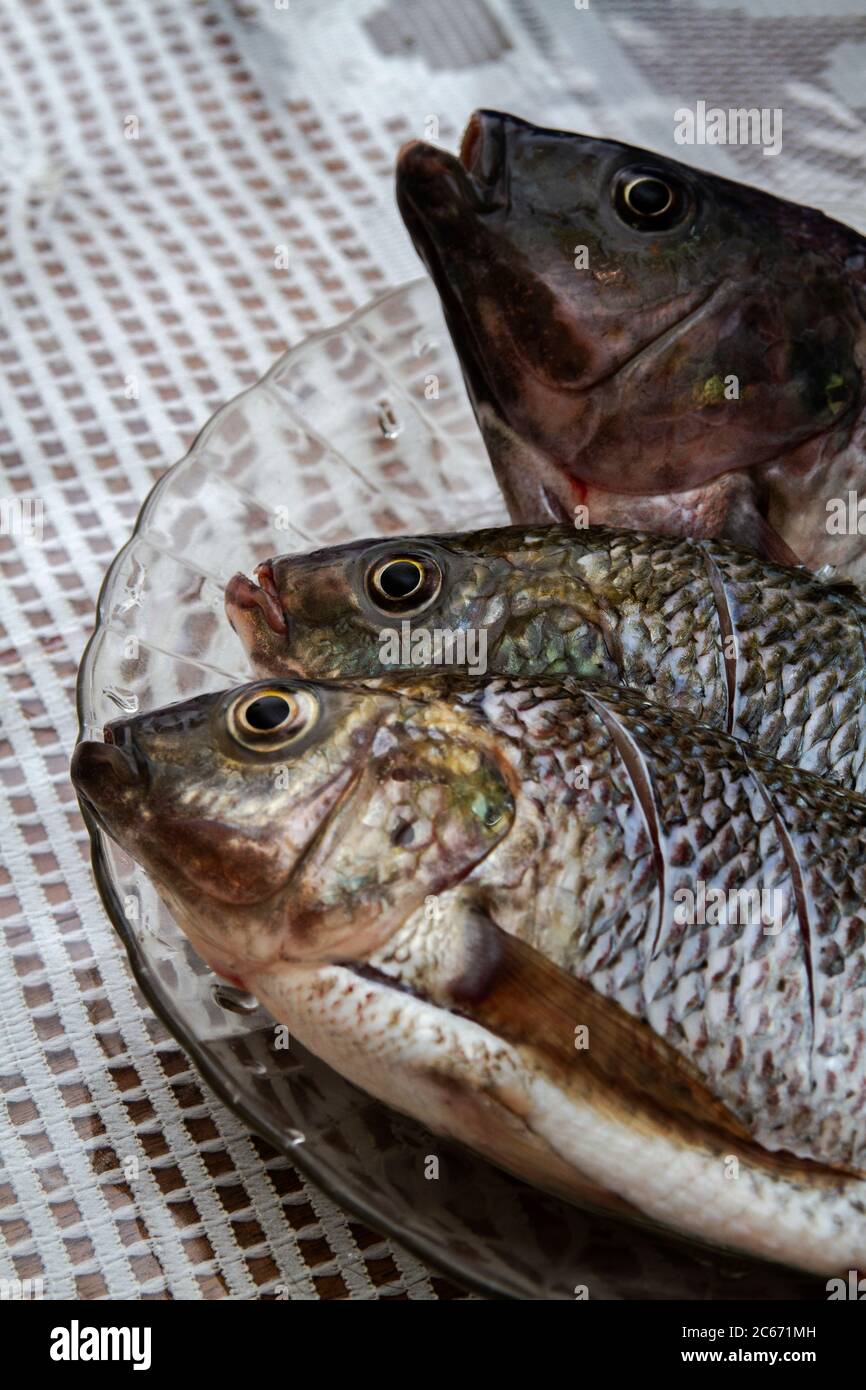 Oreochromis hi-res stock photography and images - Alamy