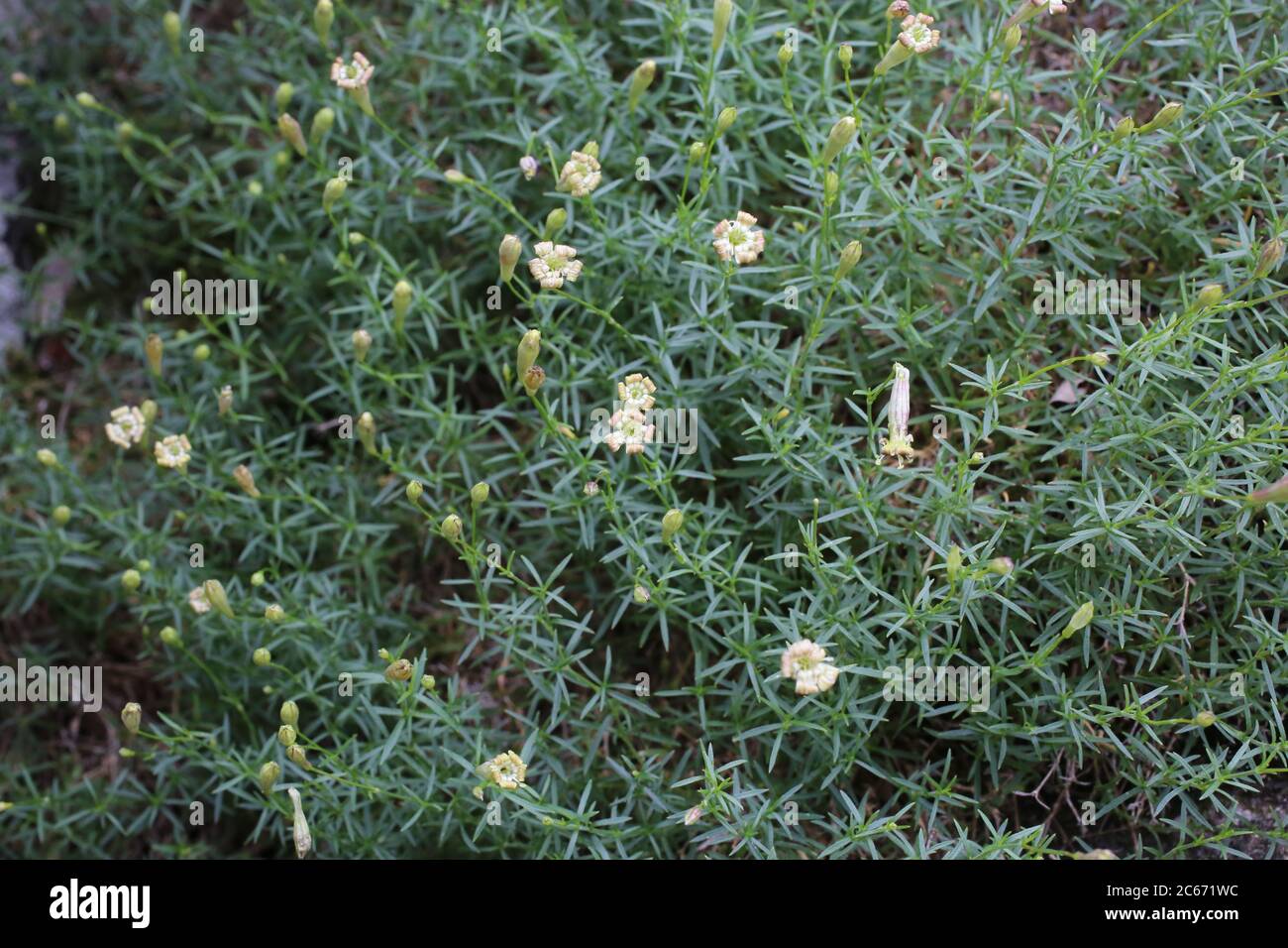 Catchfly plants hi-res stock photography and images - Alamy