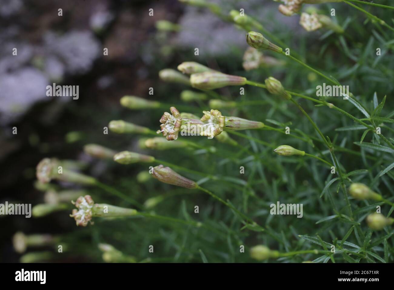 Catchfly plants hi-res stock photography and images - Alamy