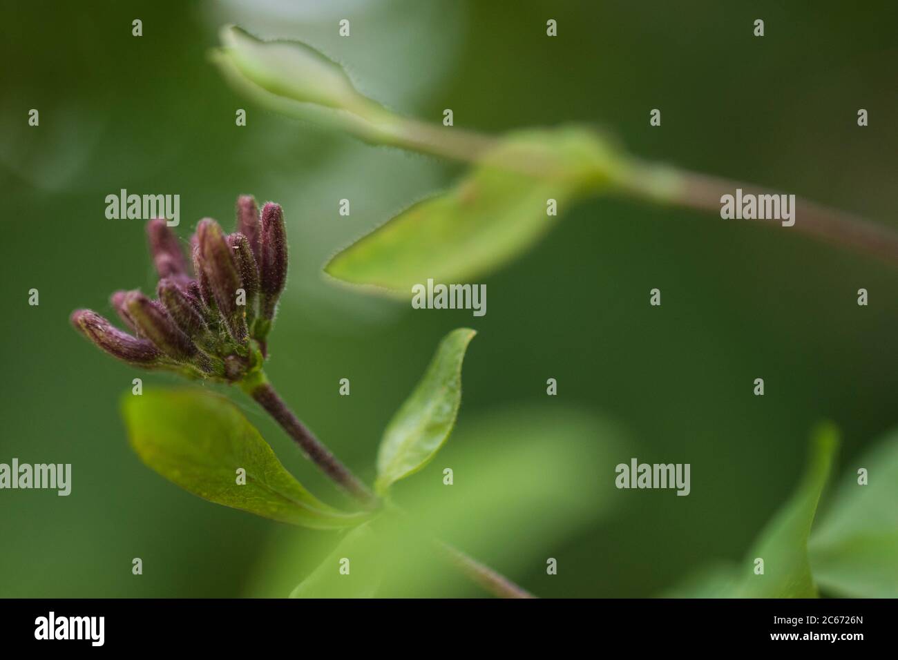 Perfoliate Honeysuckle flower buds Stock Photo - Alamy