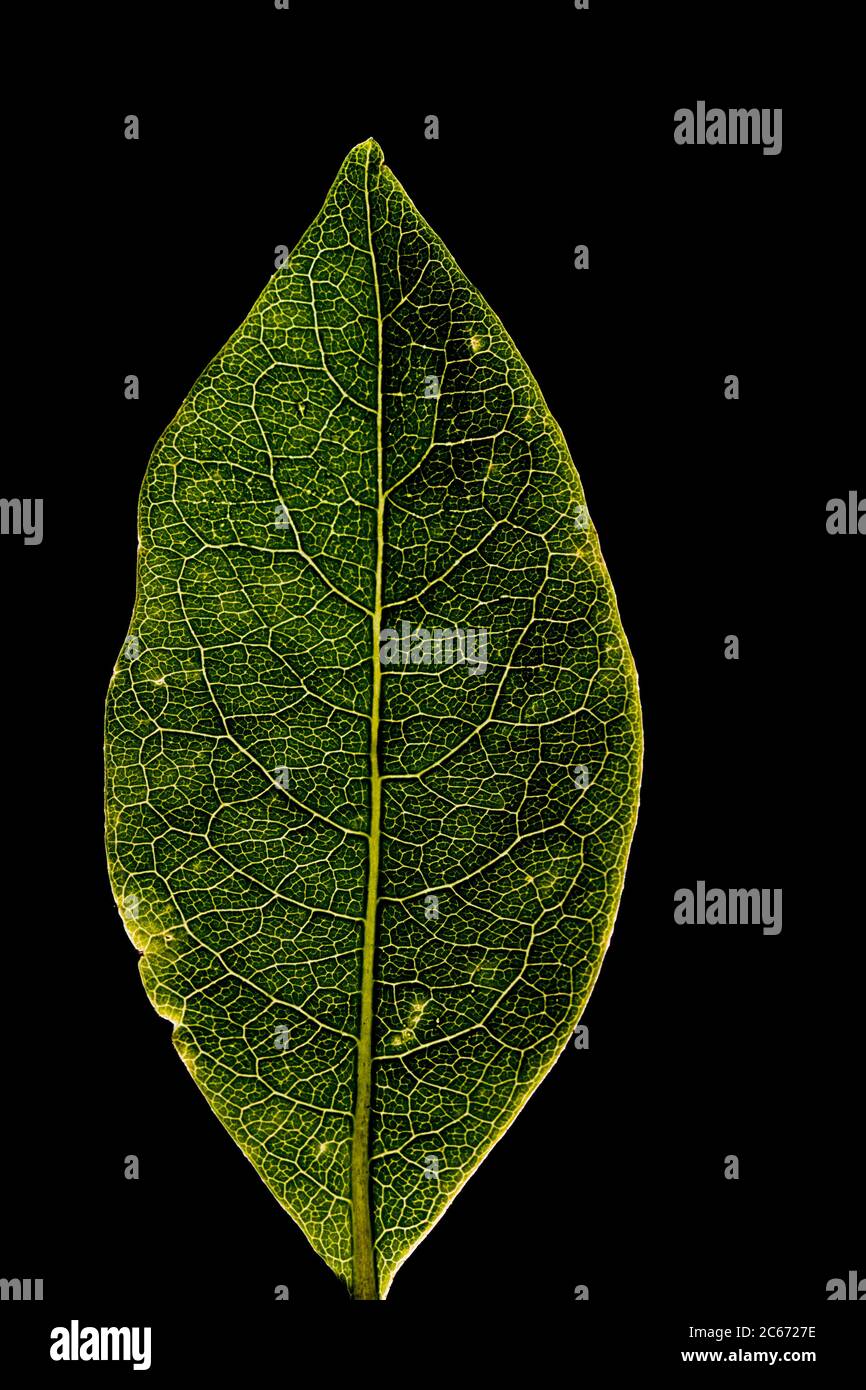 Perfoliate honeysuckle lonicera caprifolium hi-res stock photography ...