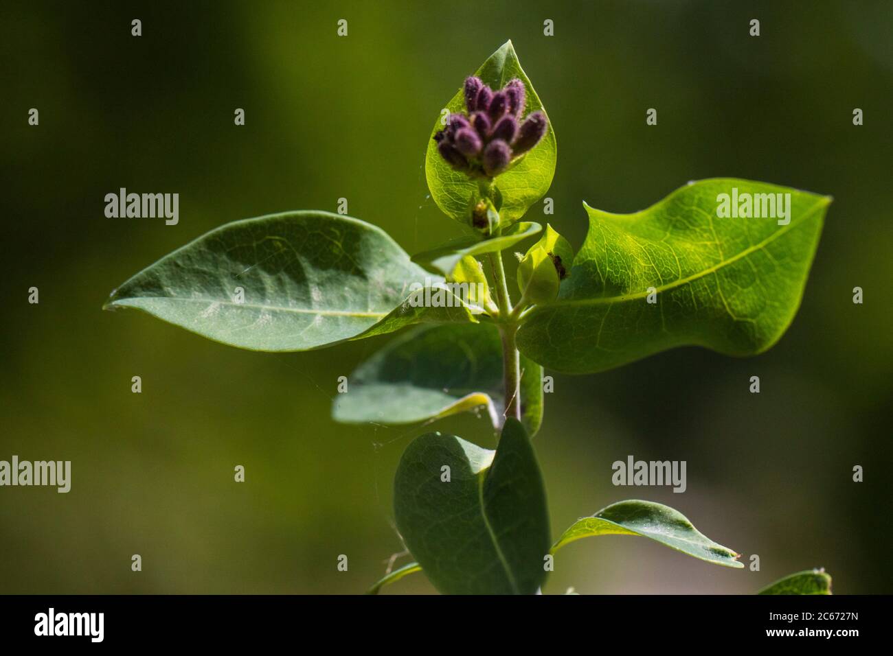 Perfoliate Honeysuckle flower buds Stock Photo - Alamy