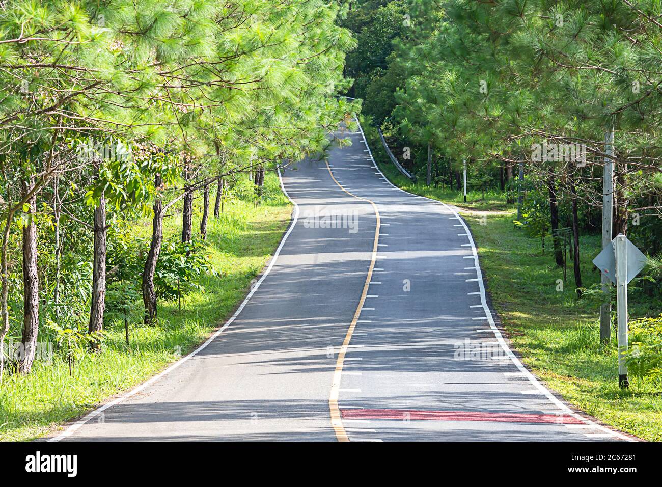 Asphalt road that is hilly and curved With pine trees on both sides of ...