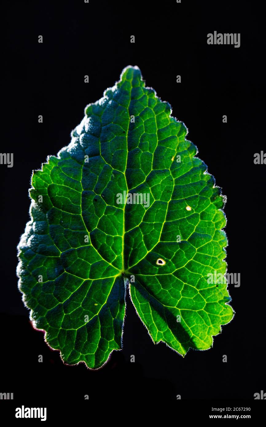 Leaf of a Honesty with dark background Stock Photo - Alamy