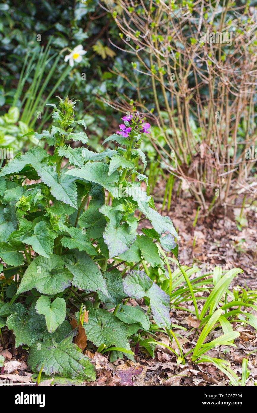 Honesty plant white purple hi-res stock photography and images - Alamy