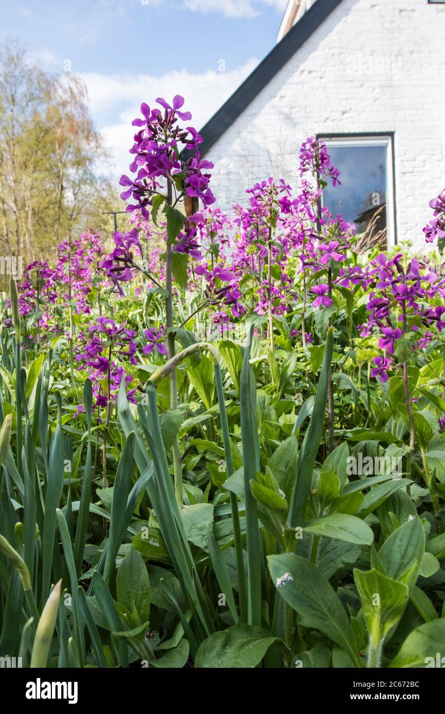 Honesty plant white purple hi-res stock photography and images - Alamy
