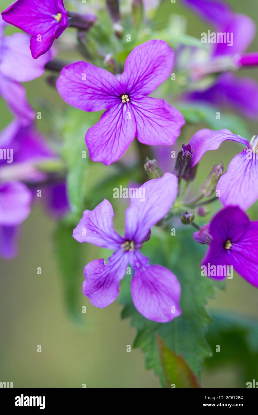 Honesty plant white purple hi-res stock photography and images - Alamy