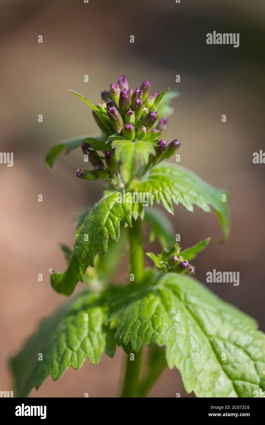 Honesty flower buds Stock Photo - Alamy
