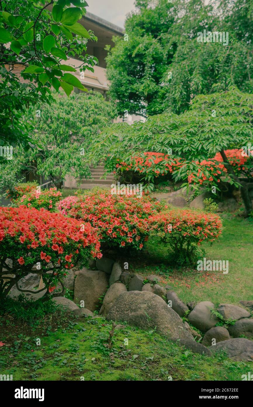 Traditional Japanese Plants Spring Park Stock Photo - Alamy