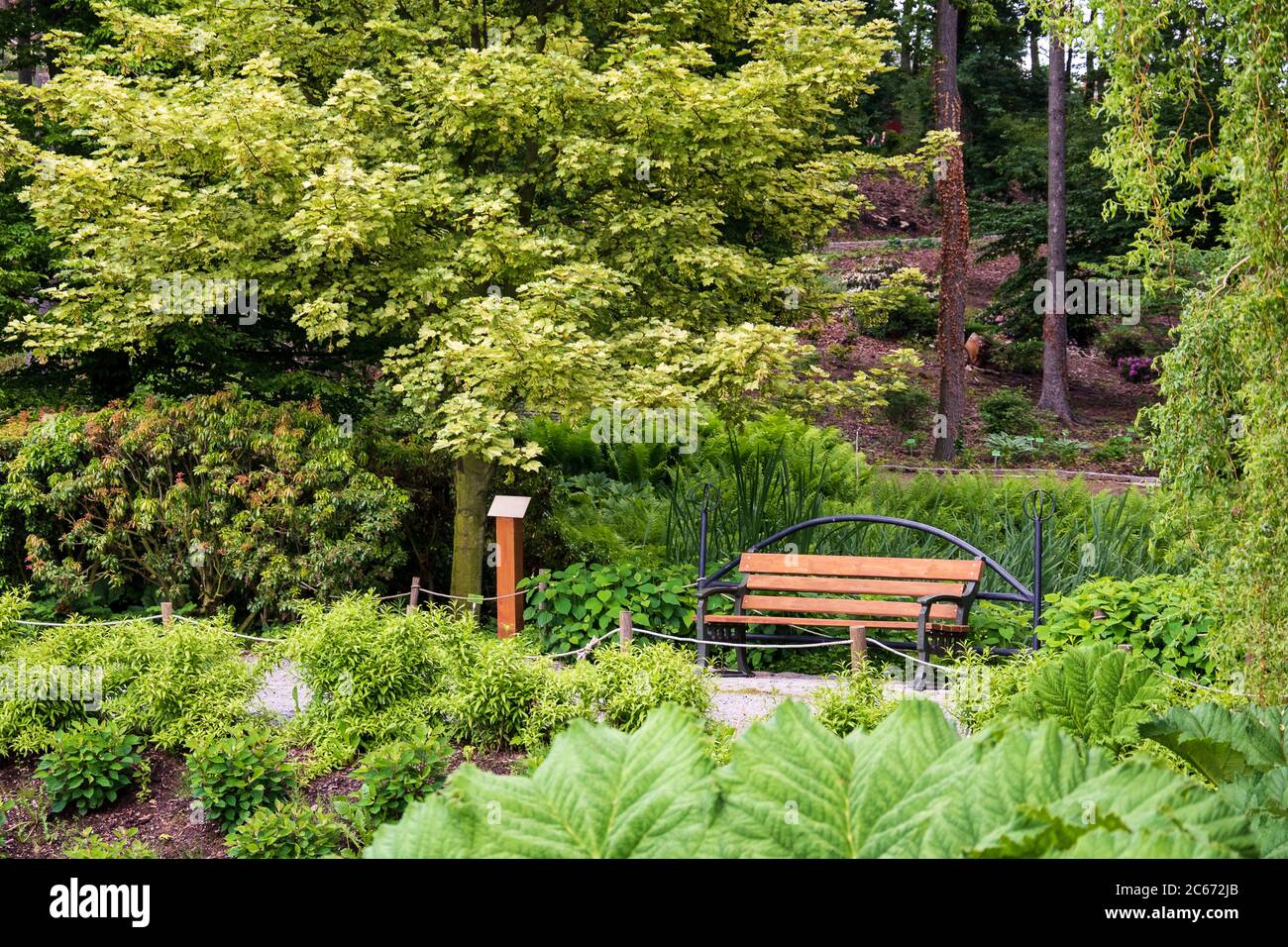 bench empty seat in nature. Chair in park or garden near bushes and ...