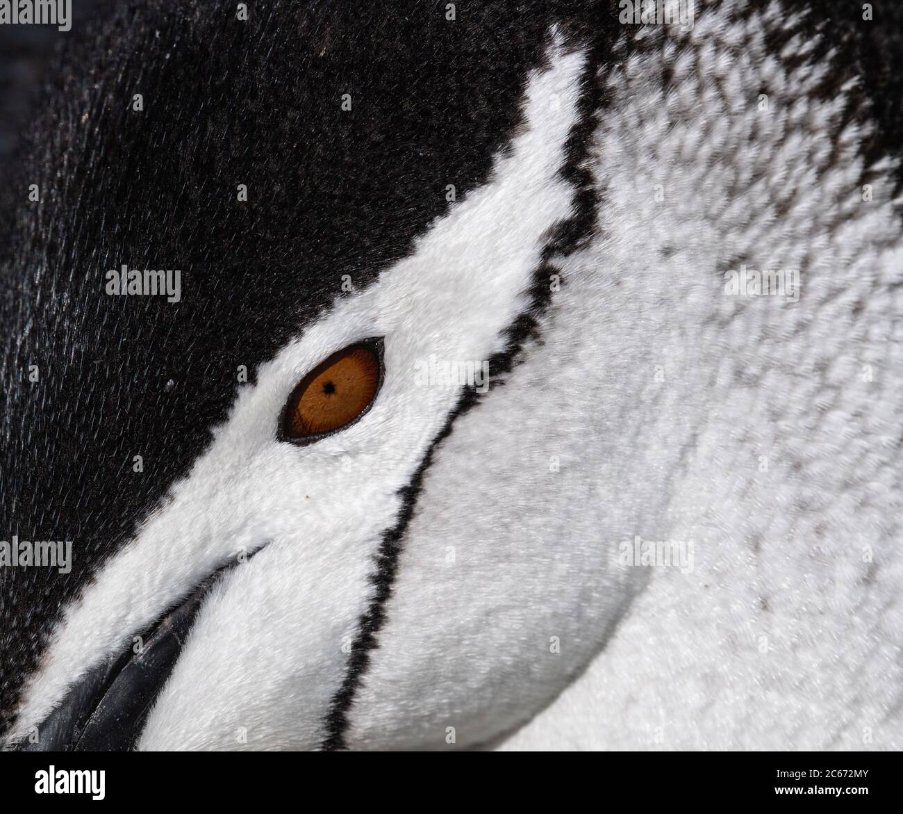 Chinstrap Penguin (Pygoscelis antarctica) close up on eye on Signy ...