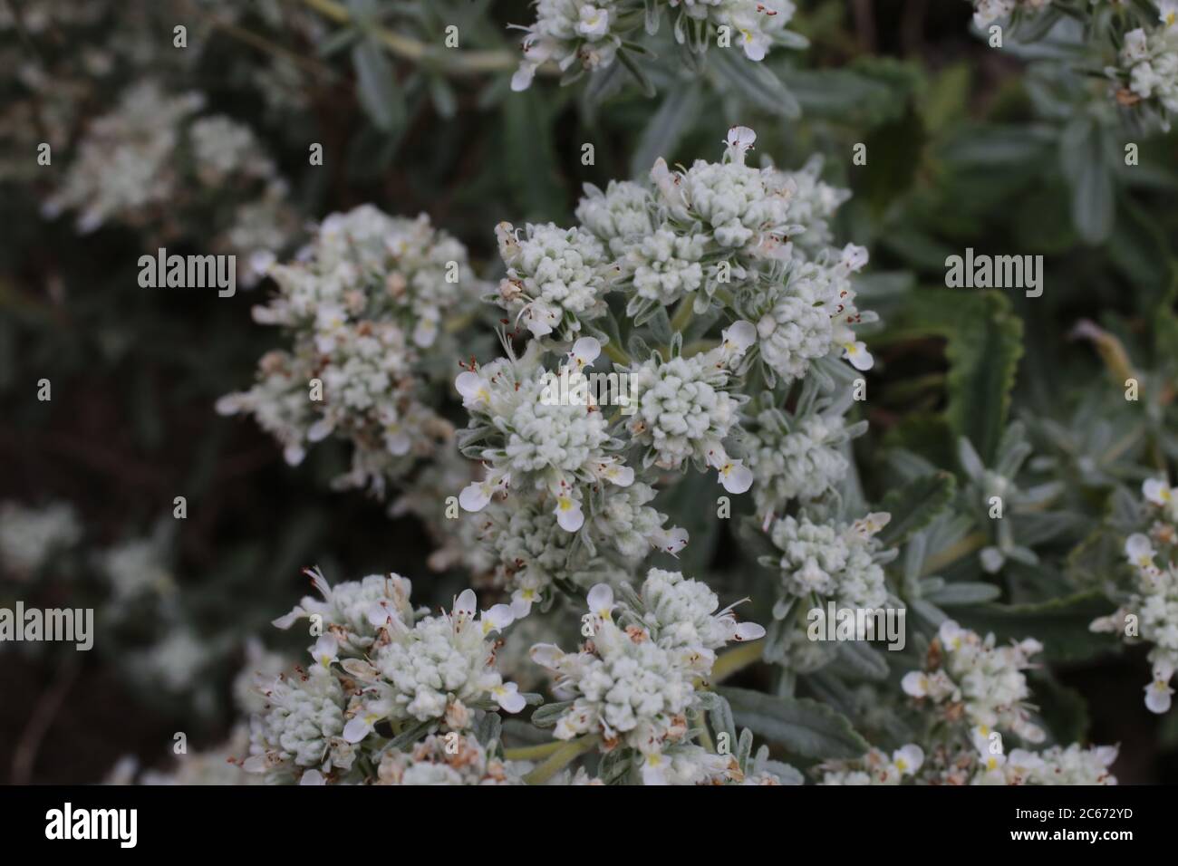 Teucrium polium, Poley. Wild plant shot in summer Stock Photo - Alamy