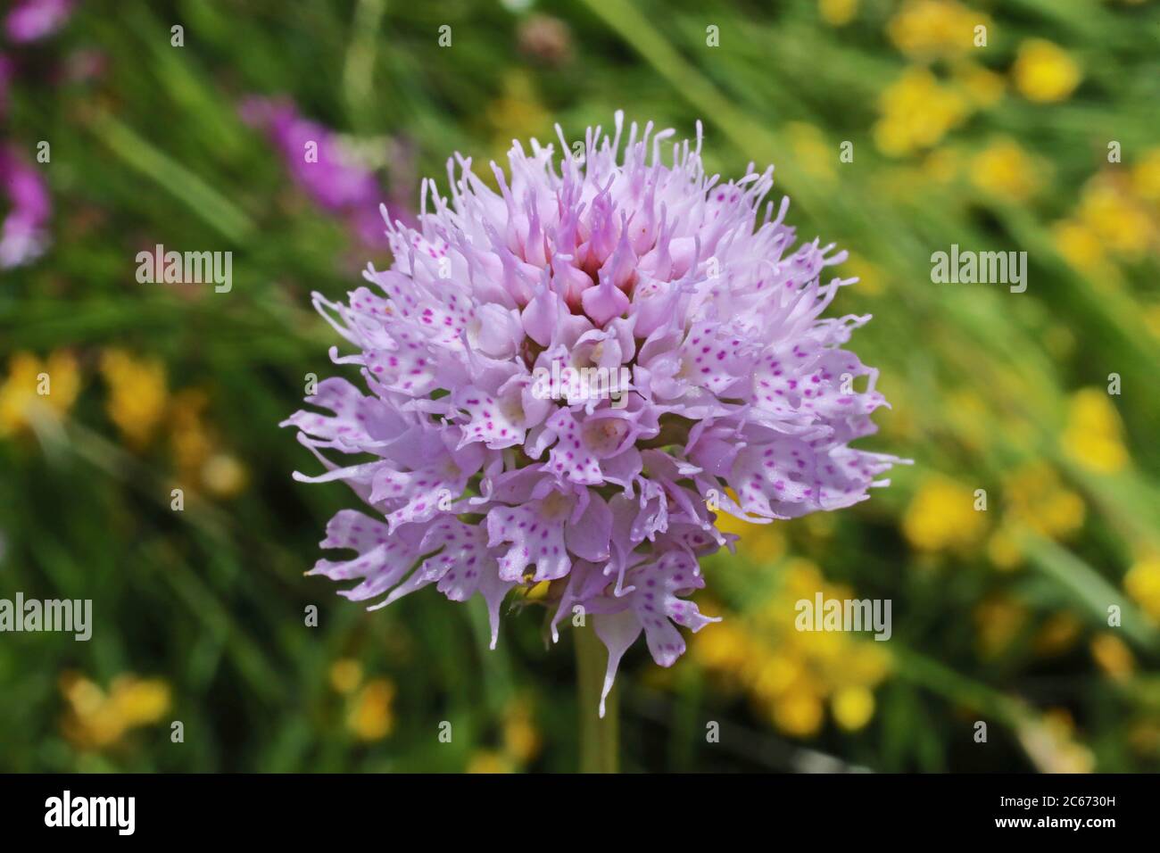 Round headed flowers hi-res stock photography and images - Alamy