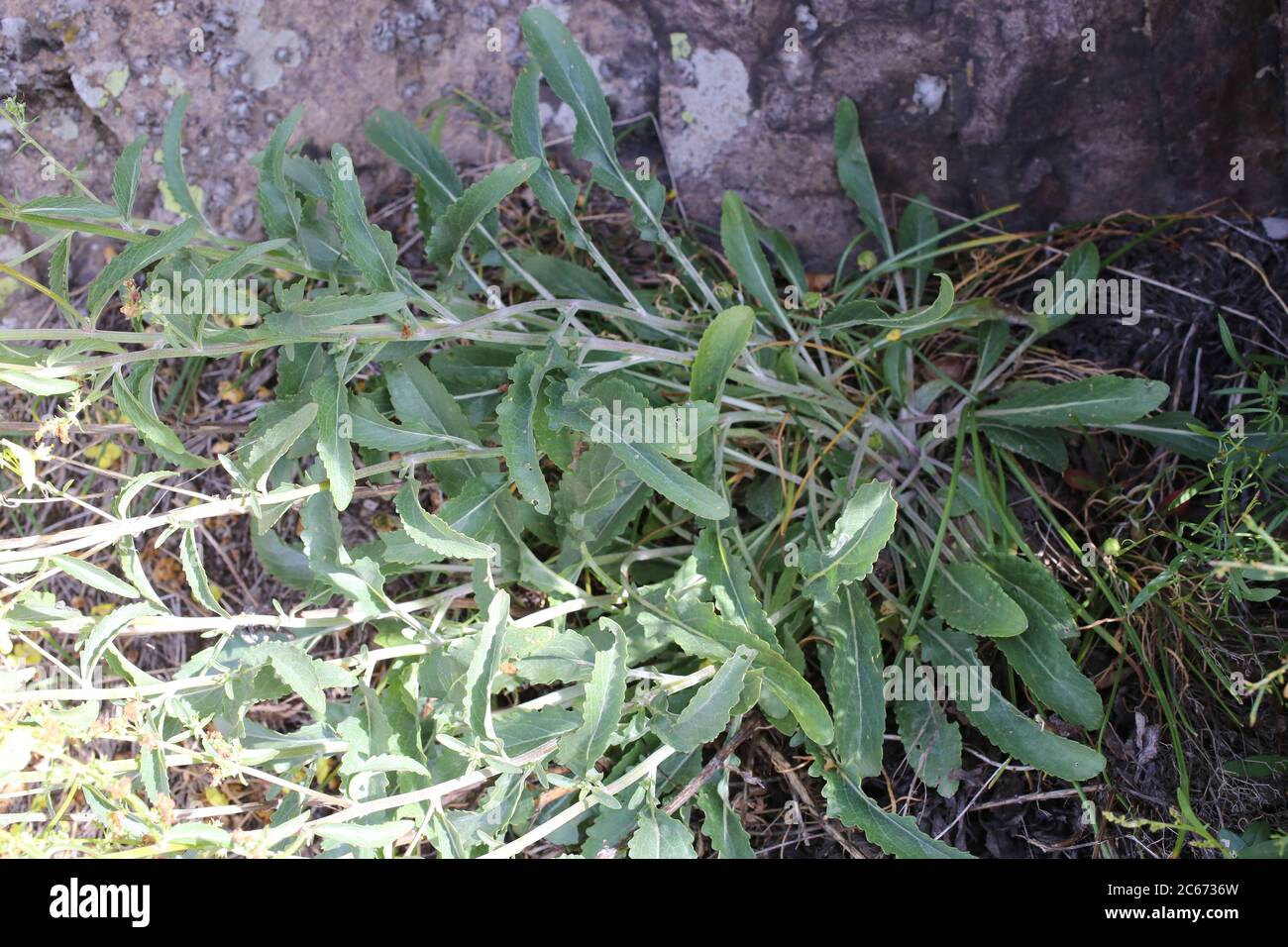 Verbascum humile hi-res stock photography and images - Alamy