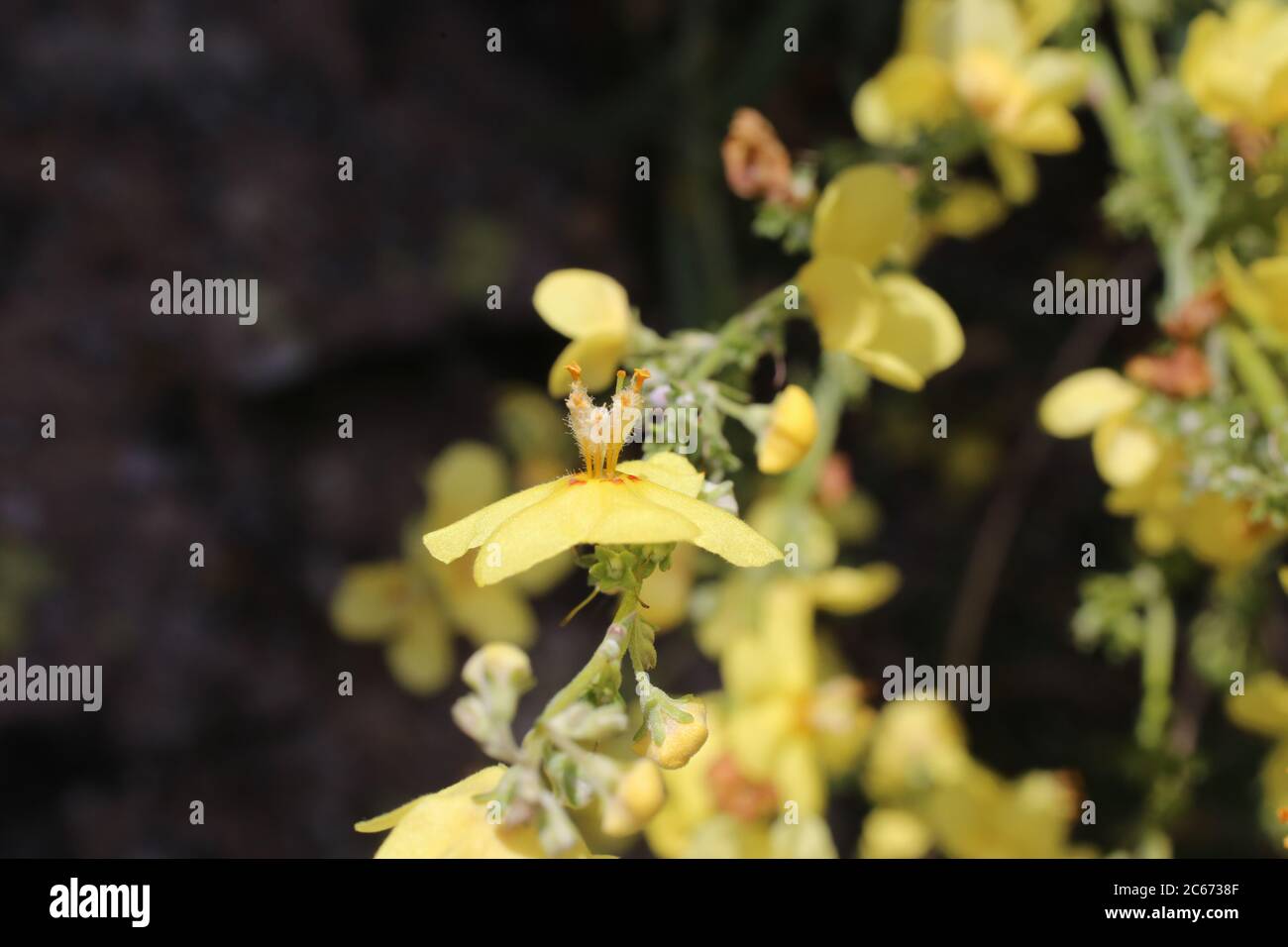 Verbascum humile hi-res stock photography and images - Alamy