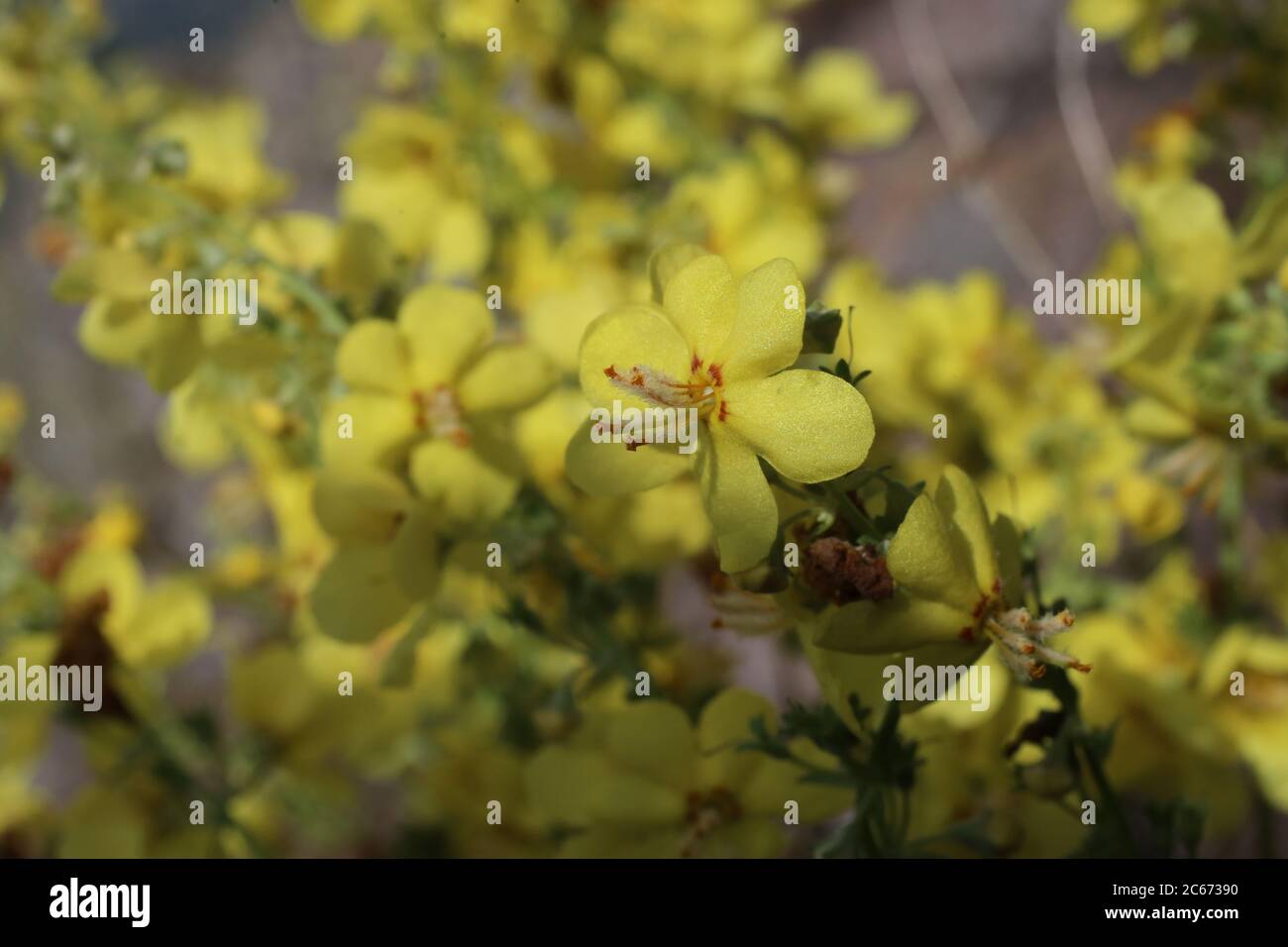 Verbascum humile hi-res stock photography and images - Alamy