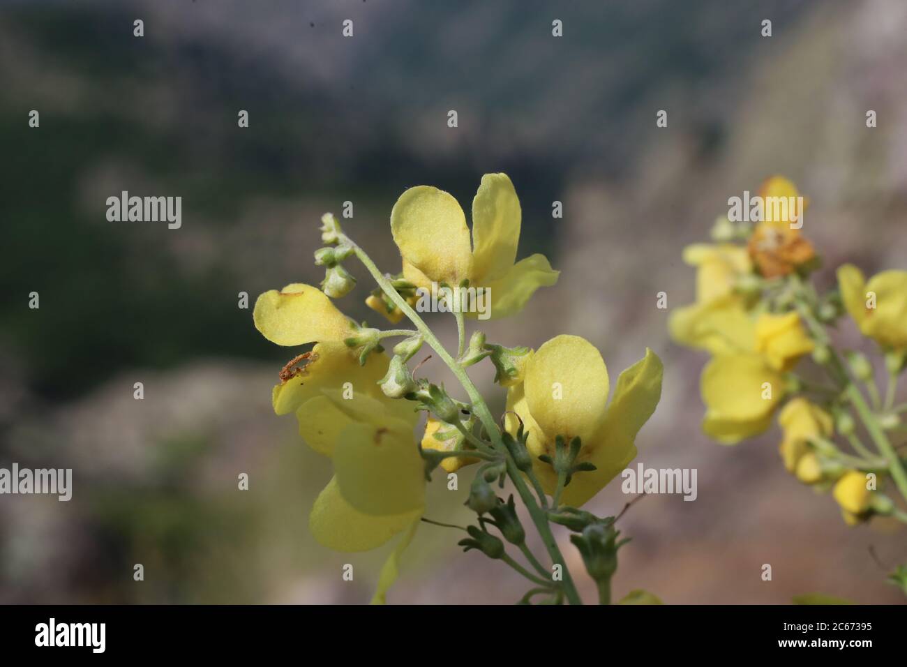 Verbascum humile hi-res stock photography and images - Alamy