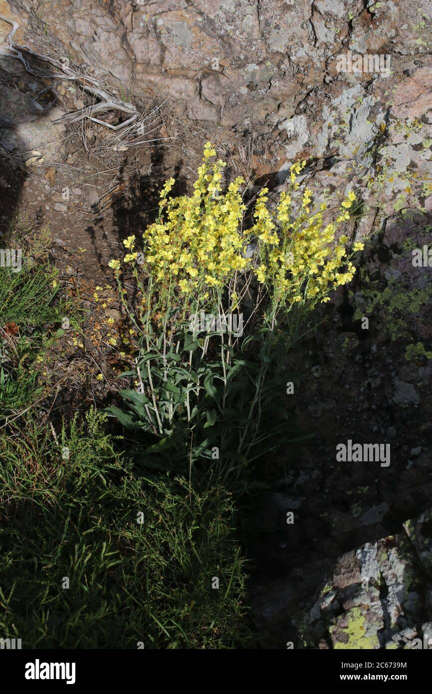 Verbascum humile hi-res stock photography and images - Alamy