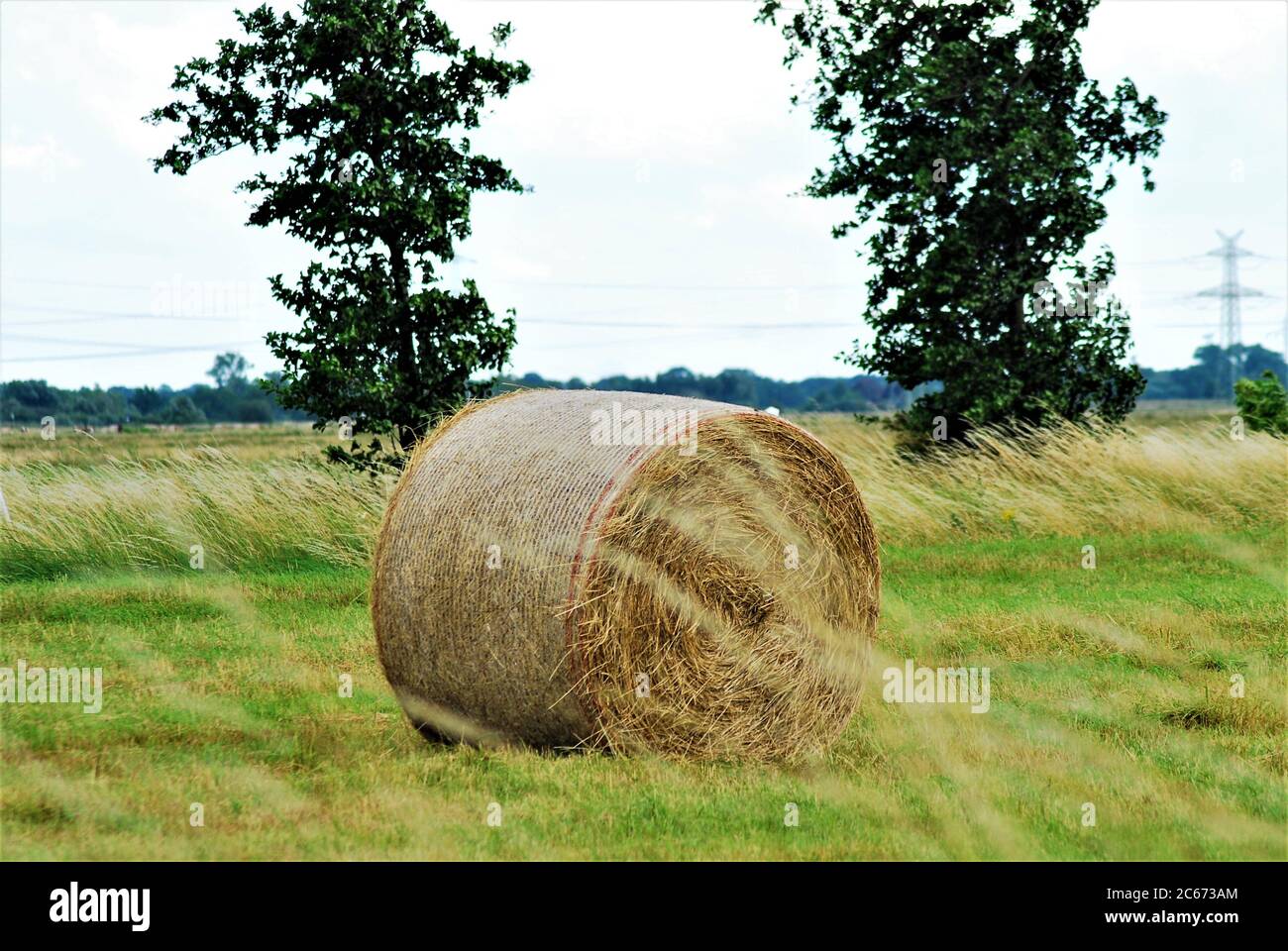 Round bale of hay on the meadow Stock Photo - Alamy