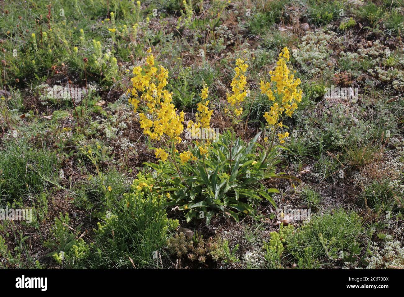 Verbascum humile hi-res stock photography and images - Alamy