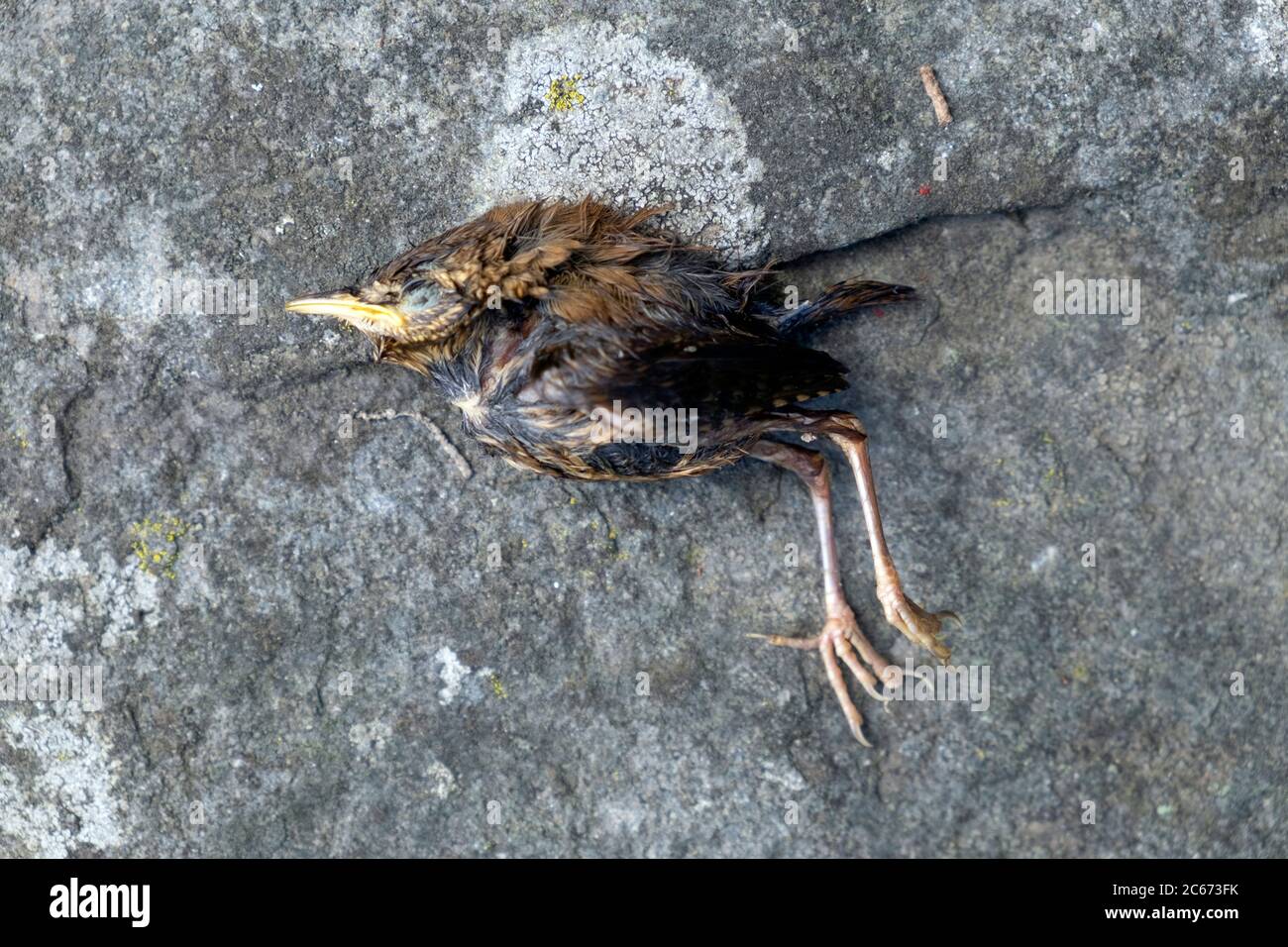 Fledgling sparrow hi-res stock photography and images - Alamy