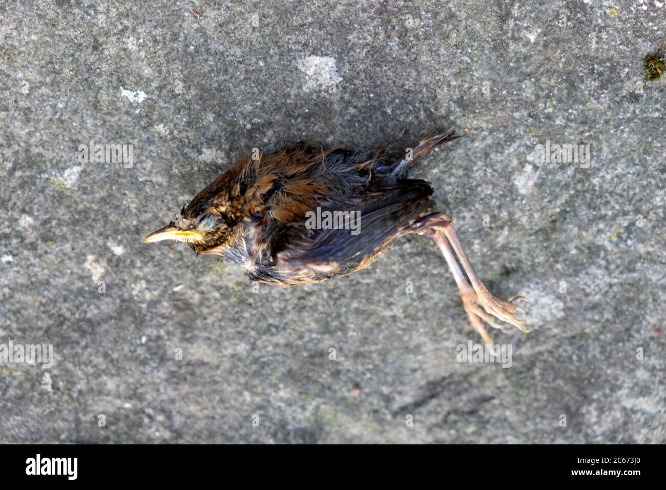 Dead fledgling house sparrow fallen out of a nest lying on stone ...