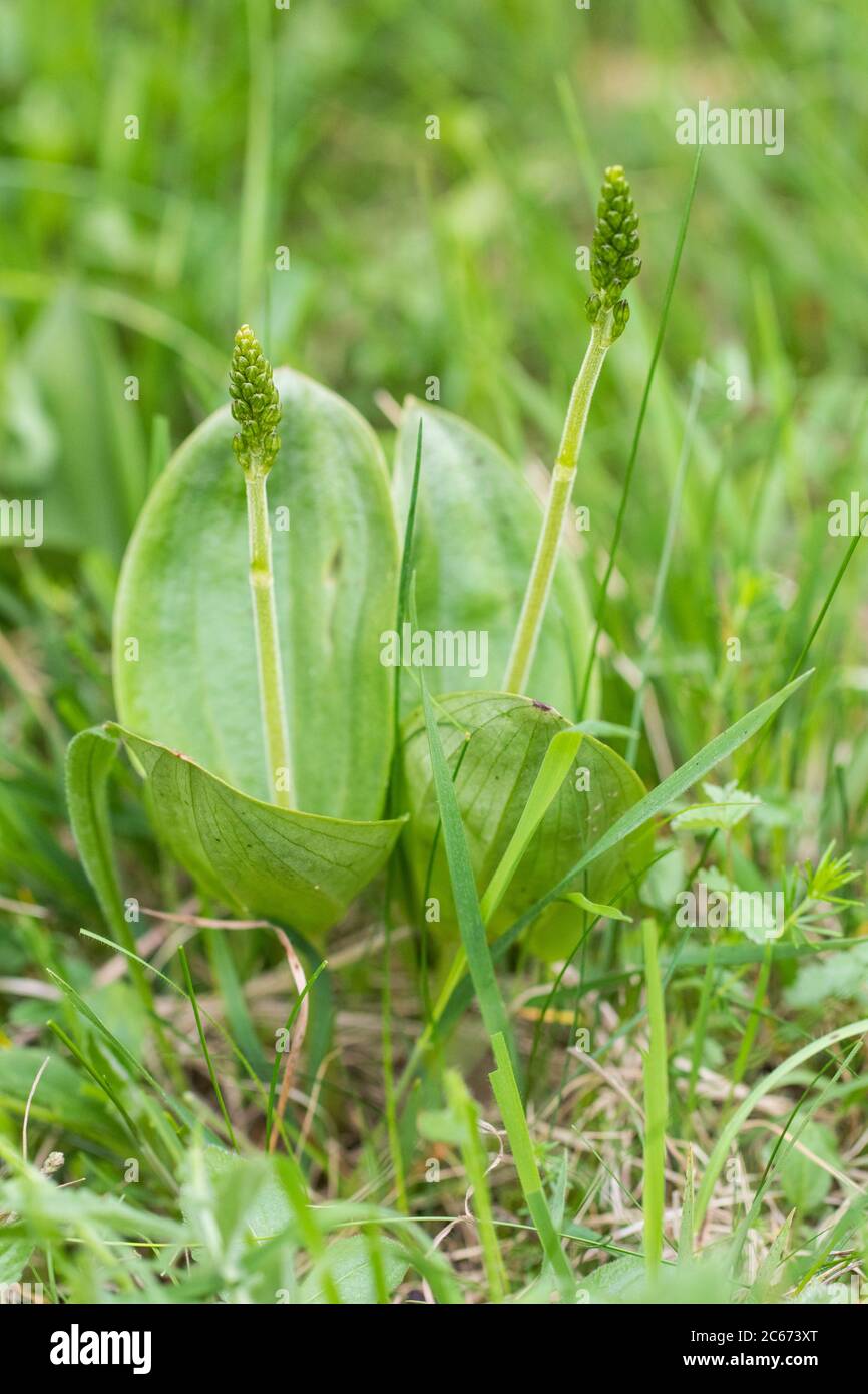 Common Twayblade flower buds Stock Photo - Alamy