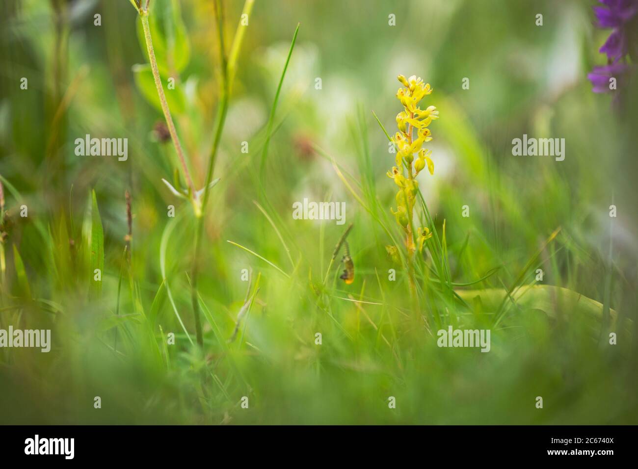 Common Twayblade flower Stock Photo - Alamy
