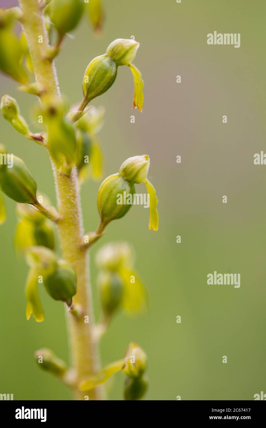 Common Twayblade flower Stock Photo - Alamy