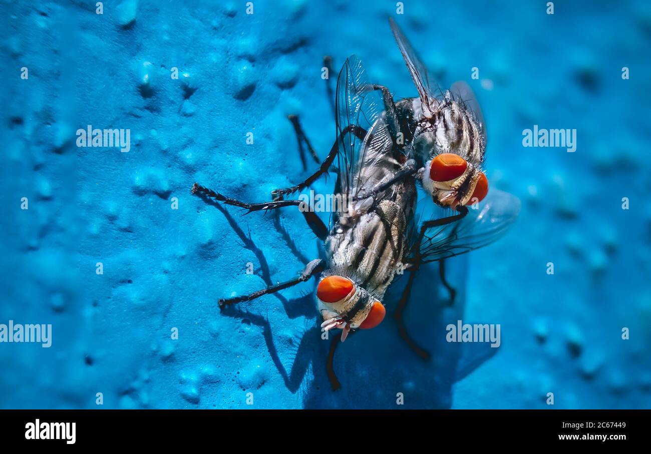 Housefly Mating Eye focus close up Macro shot. Mate Housefly is a fly ...