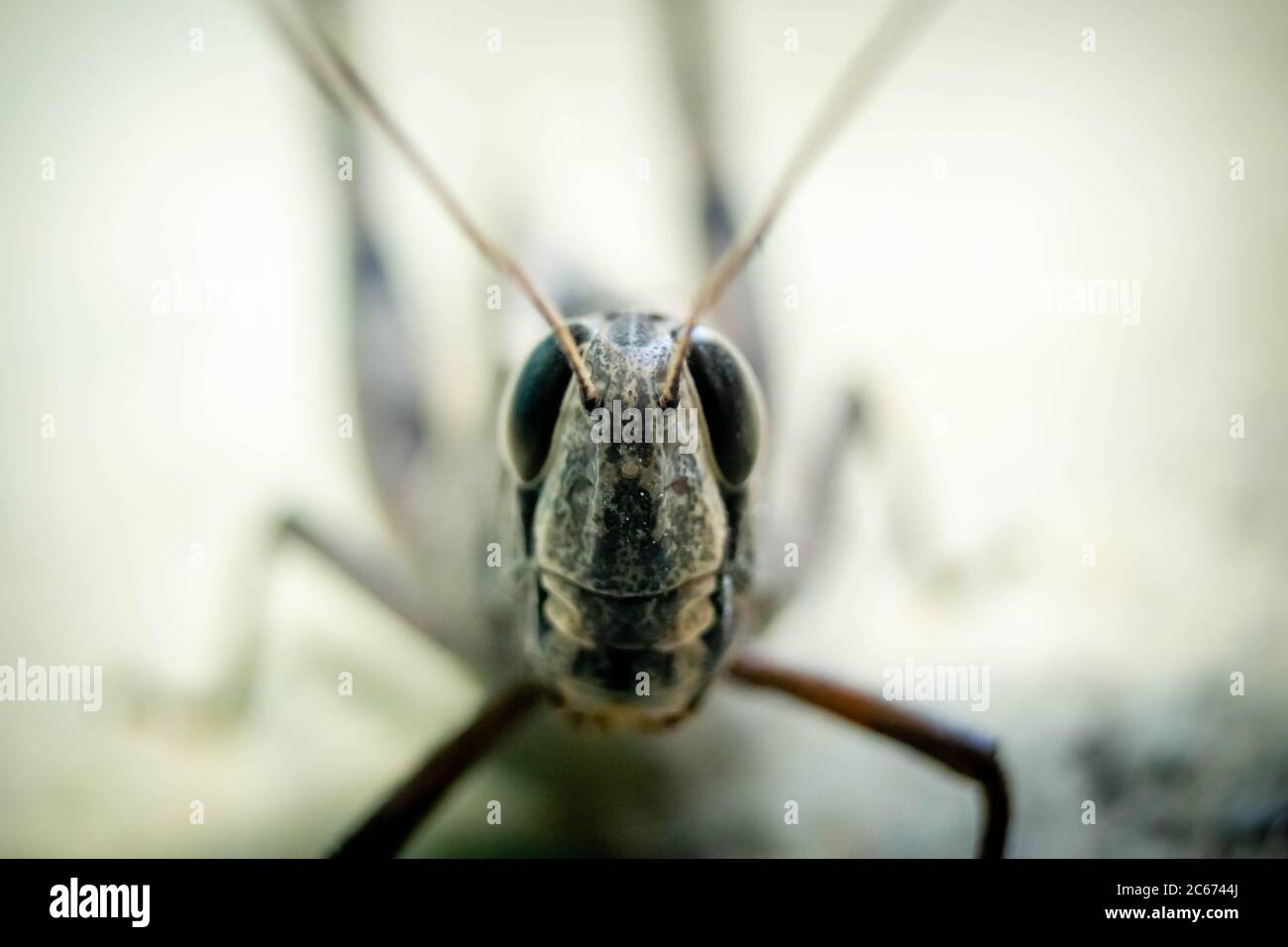 Migratory Locust, Locust, Locusta migratoria. Grasshopper (Locust ...
