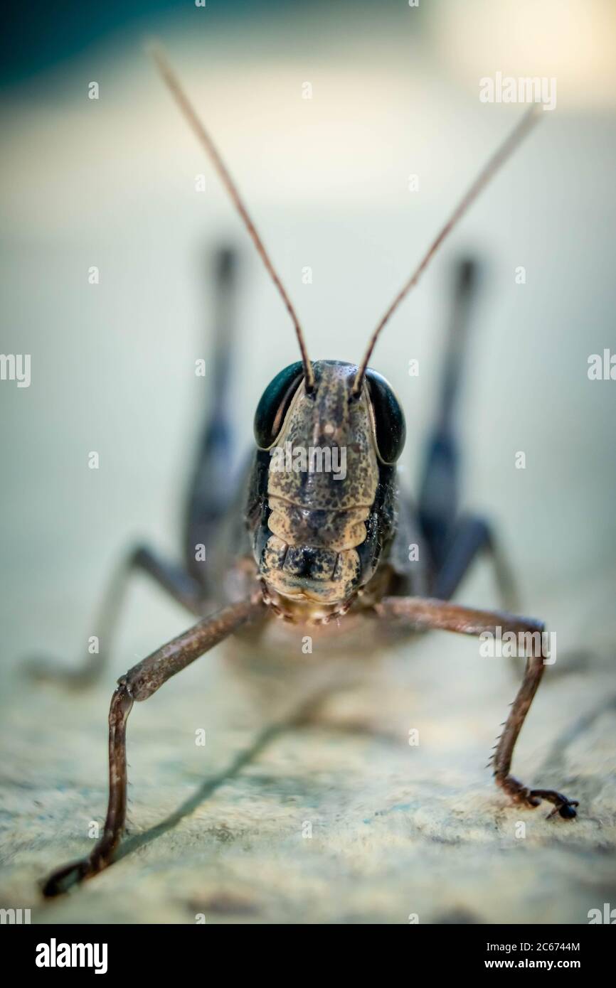 Migratory Locust, Locust, Locusta migratoria. Grasshopper (Locust ...