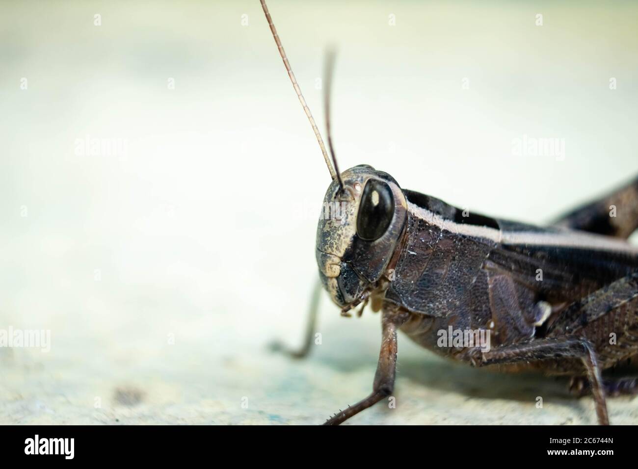 Migratory Locust, Locust, Locusta migratoria. Grasshopper (Locust ...