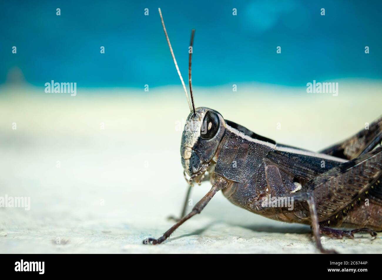 Migratory Locust, Locust, Locusta migratoria. Grasshopper (Locust ...