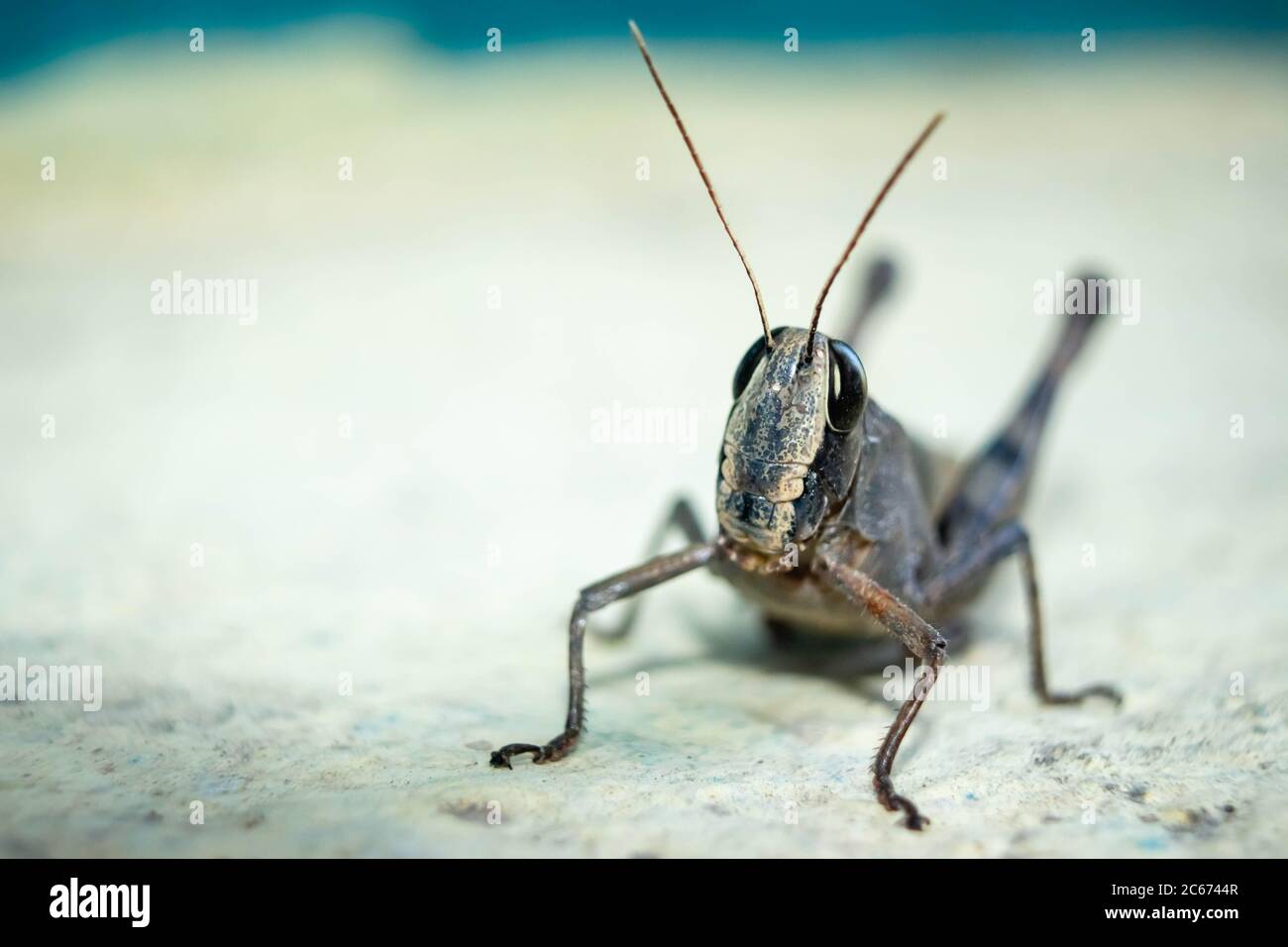 Migratory Locust, Locust, Locusta migratoria. Grasshopper (Locust ...