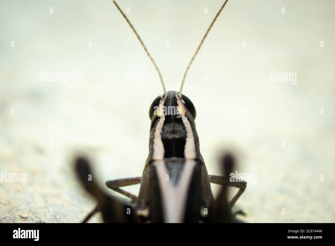Migratory Locust, Locust, Locusta migratoria. Grasshopper (Locust ...