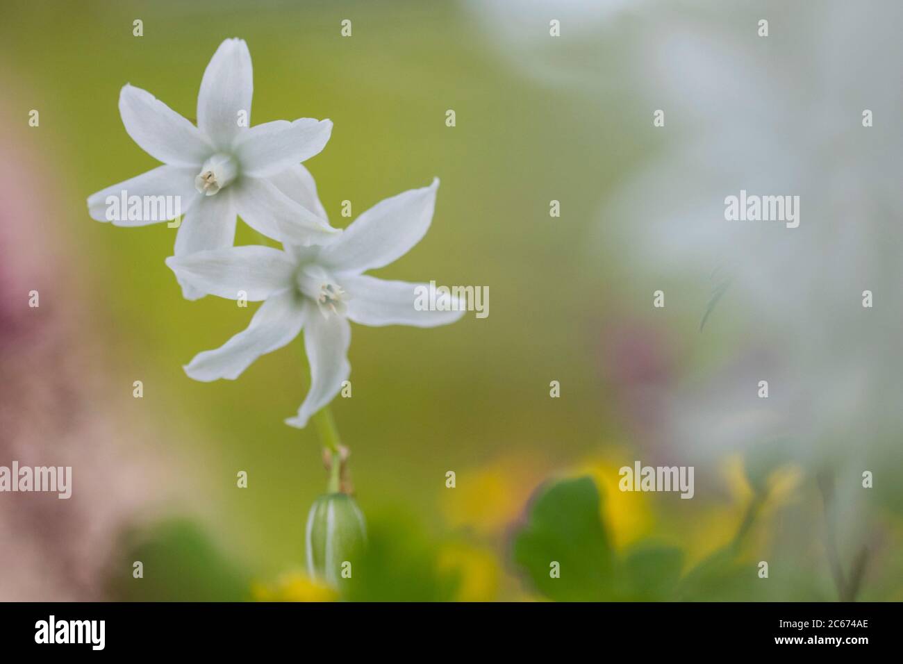 Drooping star of bethlehem flowers ornithogalum nutans hi-res stock ...