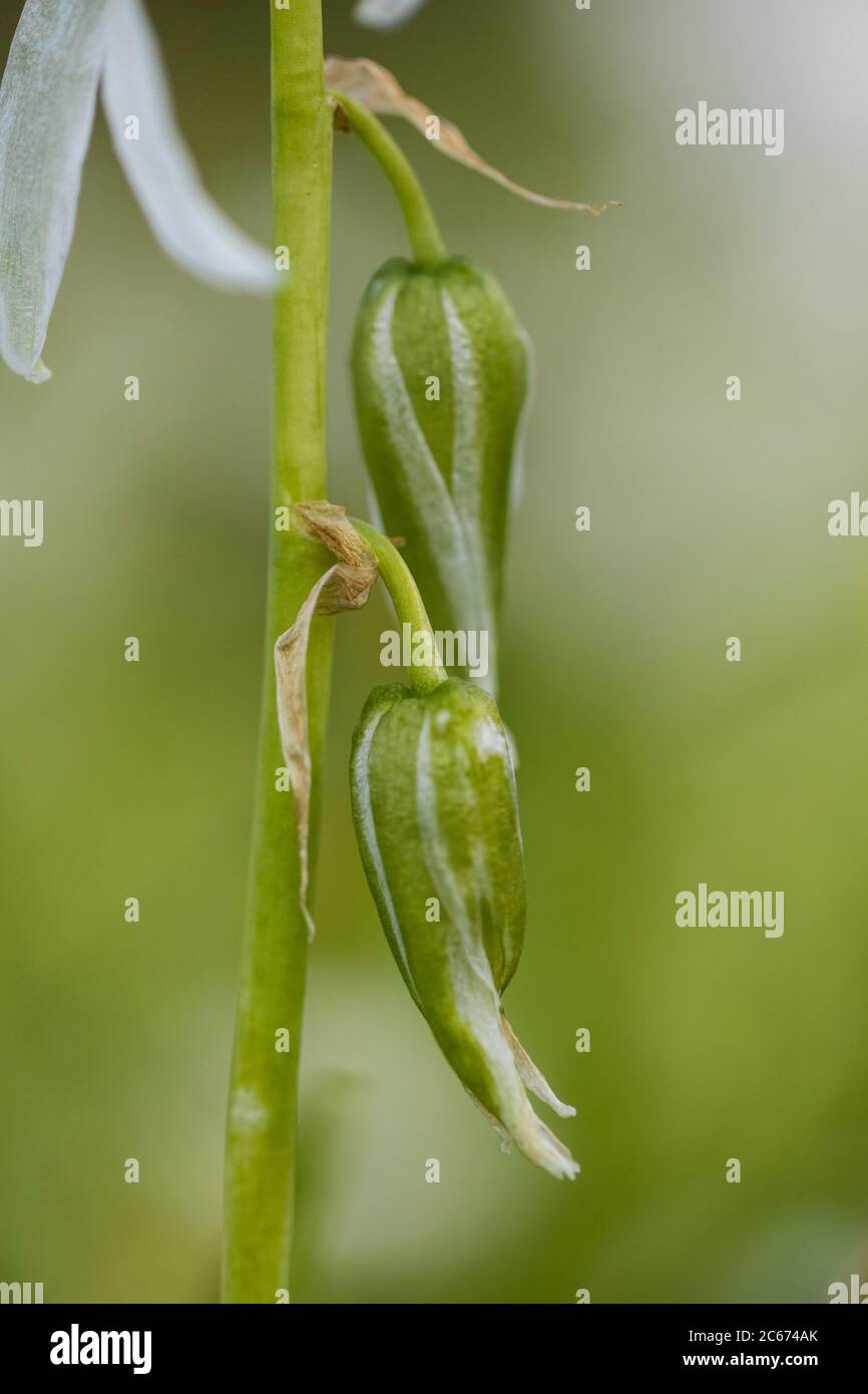 Drooping Star-of-Bethlehem flower Stock Photo - Alamy