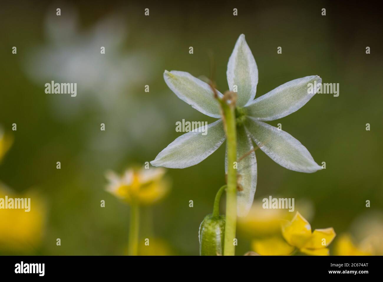 Drooping Star-of-Bethlehem flower Stock Photo - Alamy