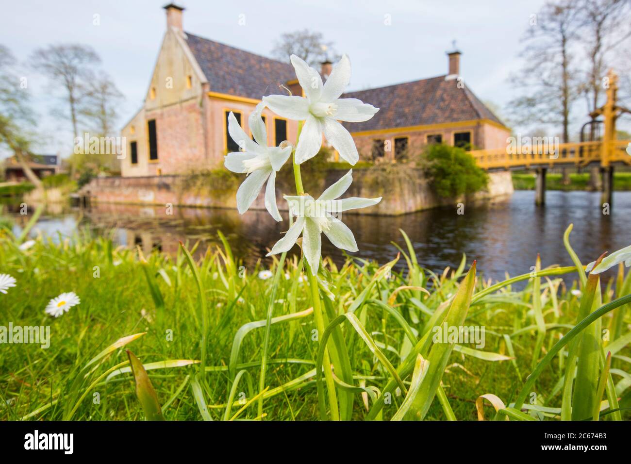 Drooping Star of Bethlehem with the Dekema state background Stock Photo ...