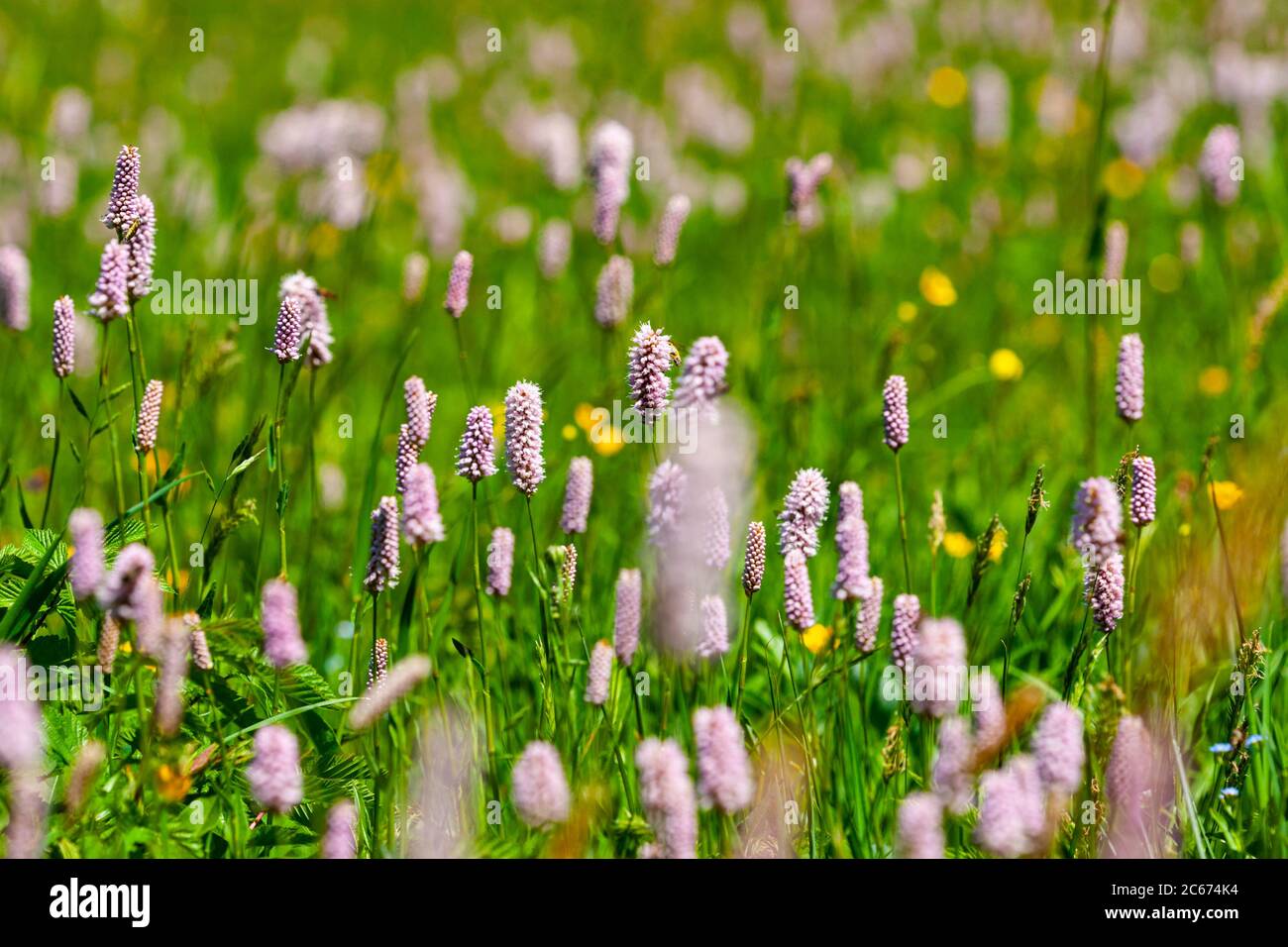 Common Bistort, Persicaria bistorta Stock Photo - Alamy