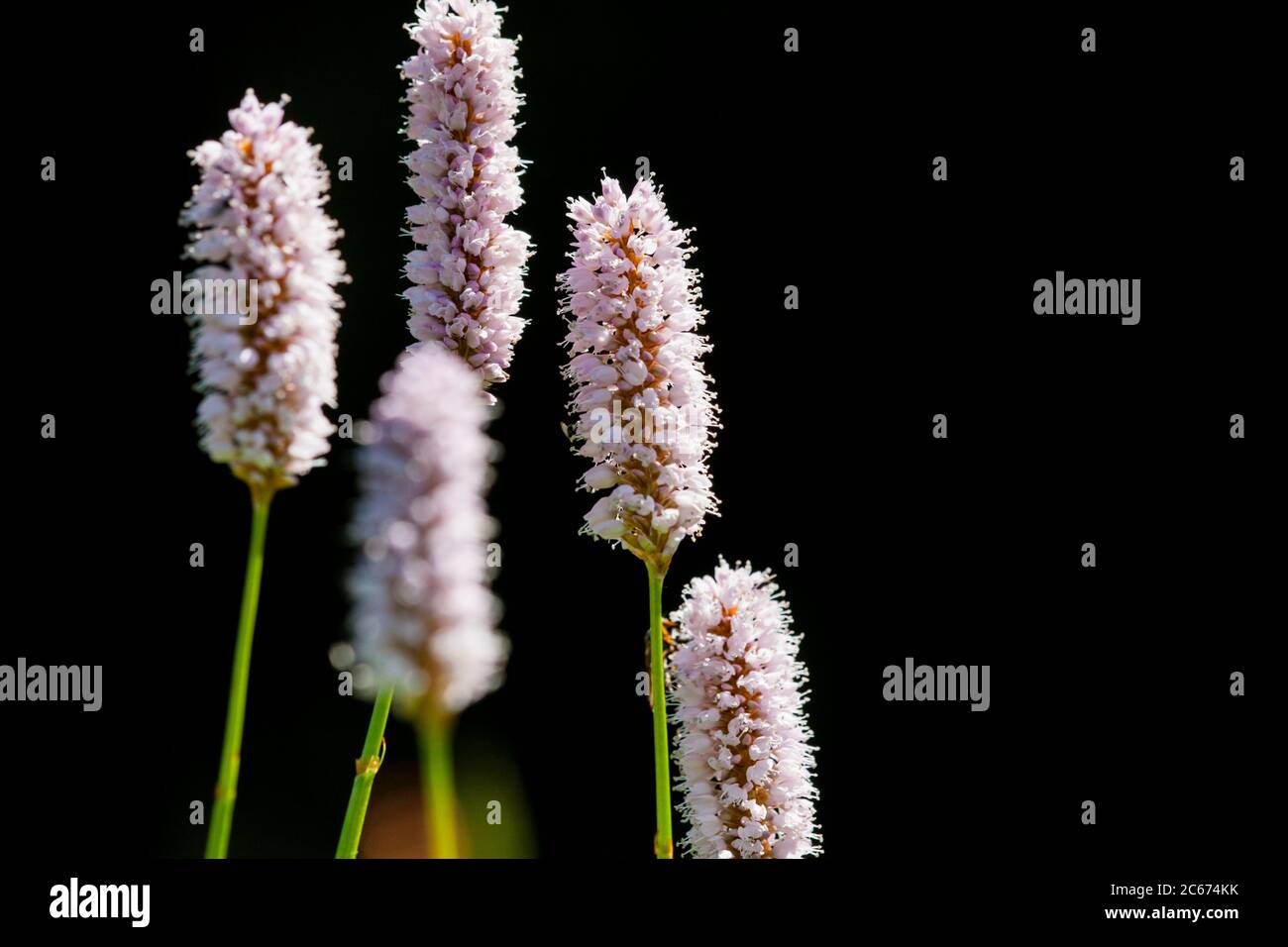 Common bistort flowers hi-res stock photography and images - Alamy
