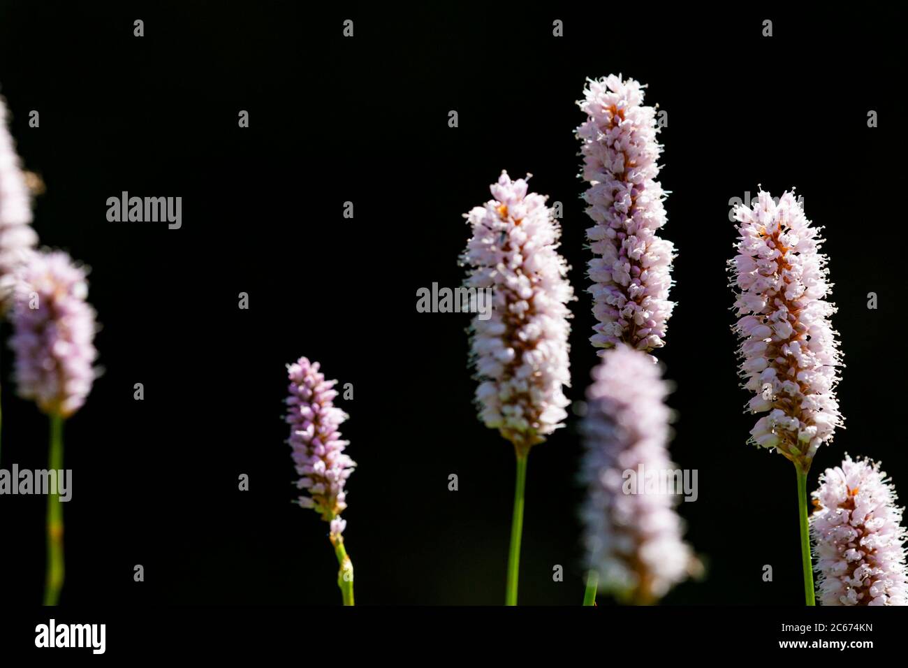 Common Bistort, Persicaria bistorta Stock Photo - Alamy