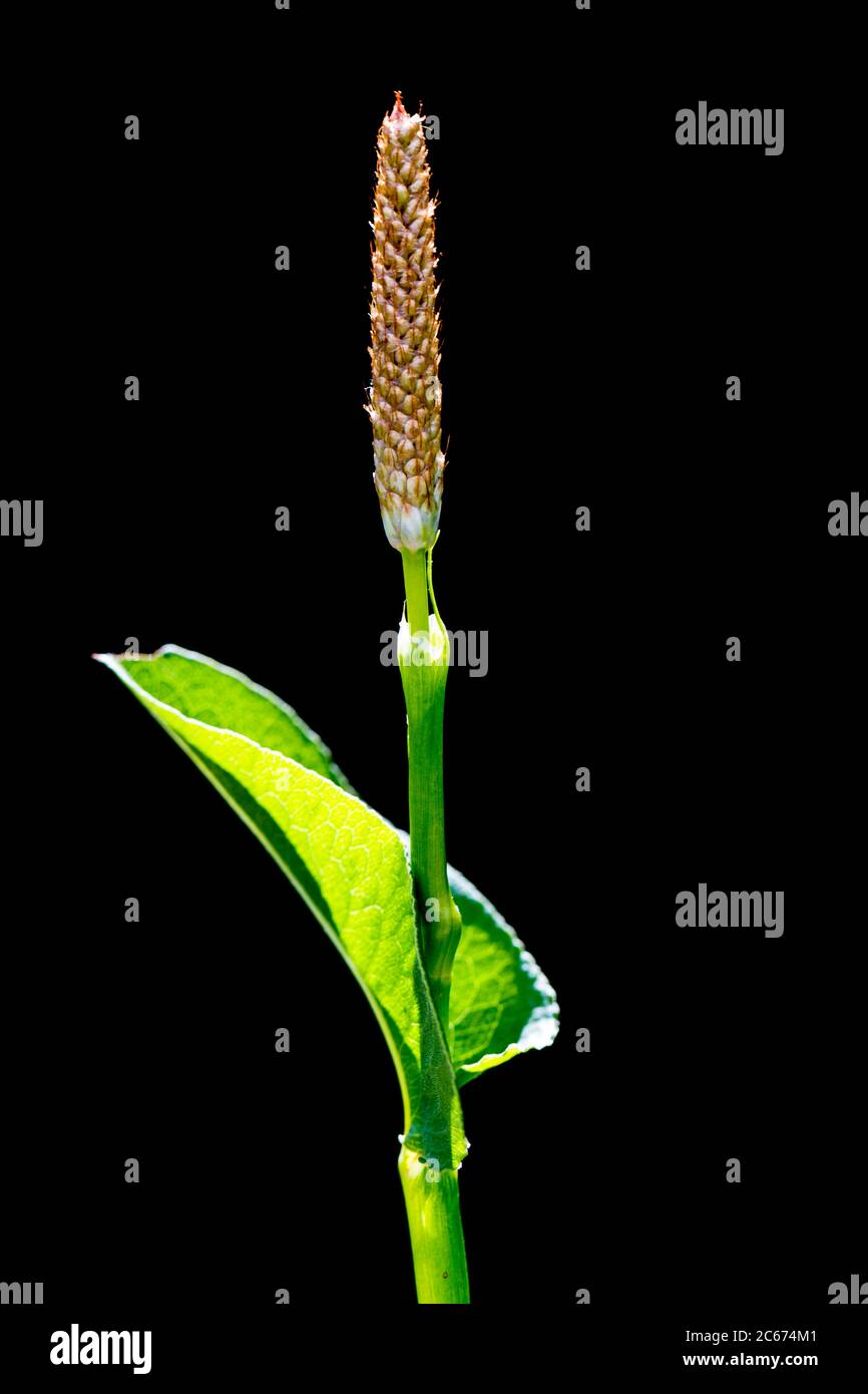 Common Bistort flower buds Stock Photo - Alamy