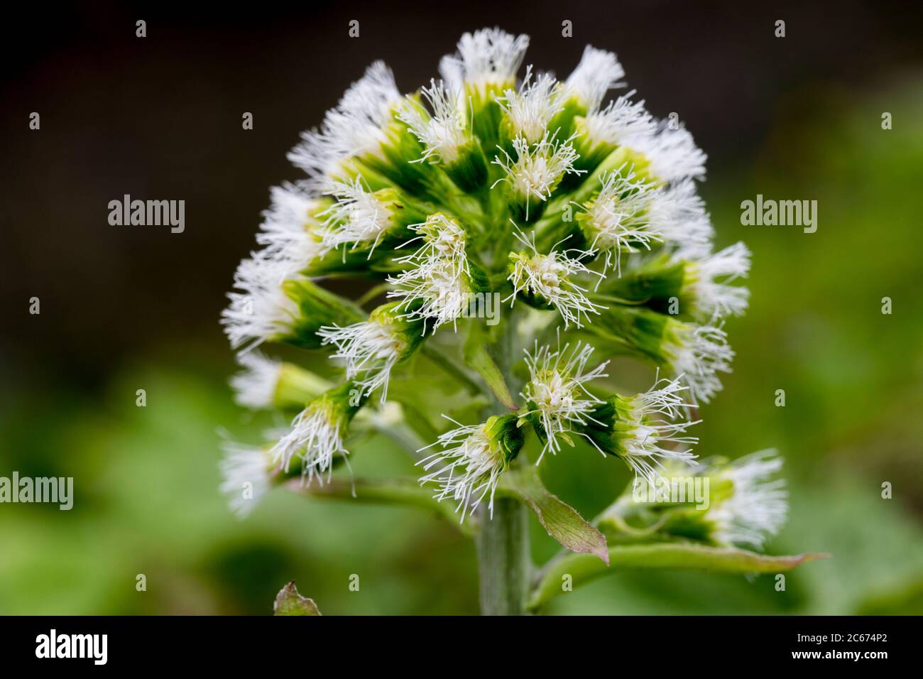 Suborbicular leaves hi-res stock photography and images - Alamy